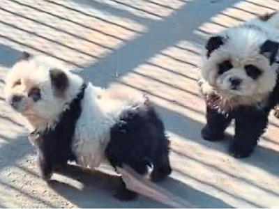 Haibo! Zoo faces controversy for painting dogs like a panda