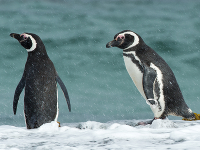 Video: Cute penguin proposal steals our hearts