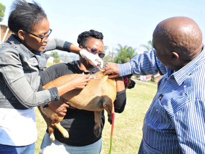 KZN Agriculture to boost anti-rabies drive