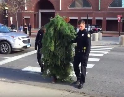 Police arrests tree...for blocking traffic