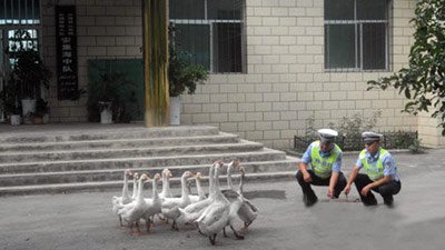 China police use geese to fight crime