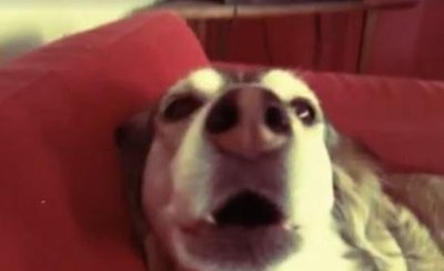 VIDEO: Autotuned dog sounds like Kanye