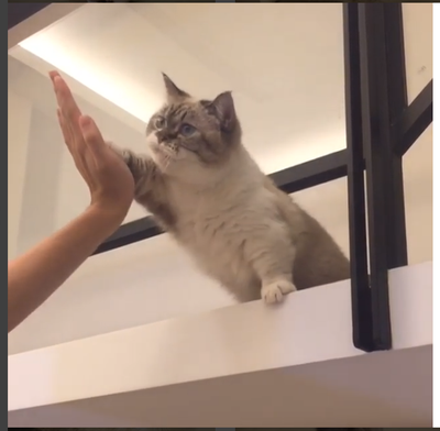 Do you and your cat have a secret handshake?