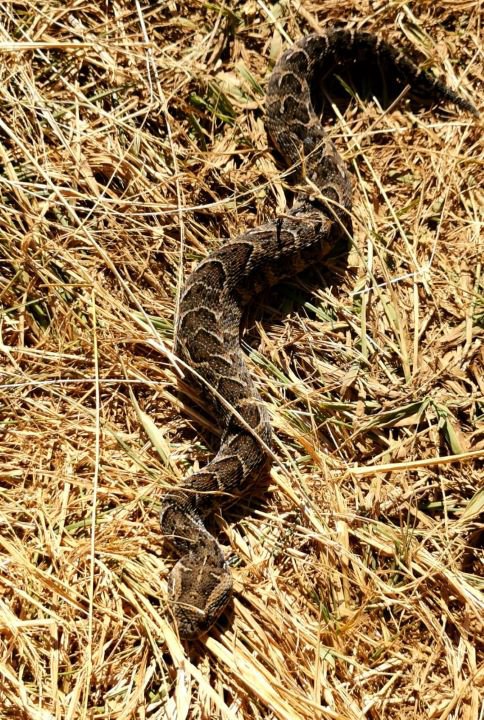 PHOTOS: Five massive findings for KZN snake expert