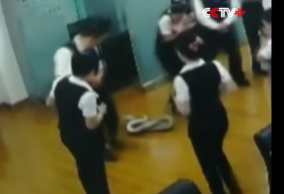 Staff meeting interrupted by falling python