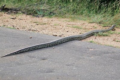 Giant Python Catching a Ride in The Kruger Park