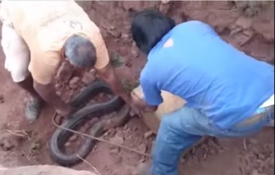 3.5 metre Rock Python found in KZN