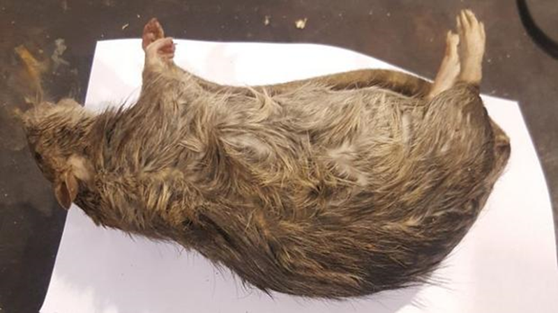 Have you seen Joburg's 'Ratzilla'?