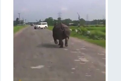 Raging rhino chases cars off busy road!