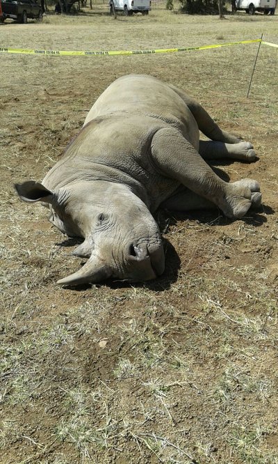 Two white rhinos shot in Limpopo