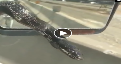 Snake slithers its way up a moving car