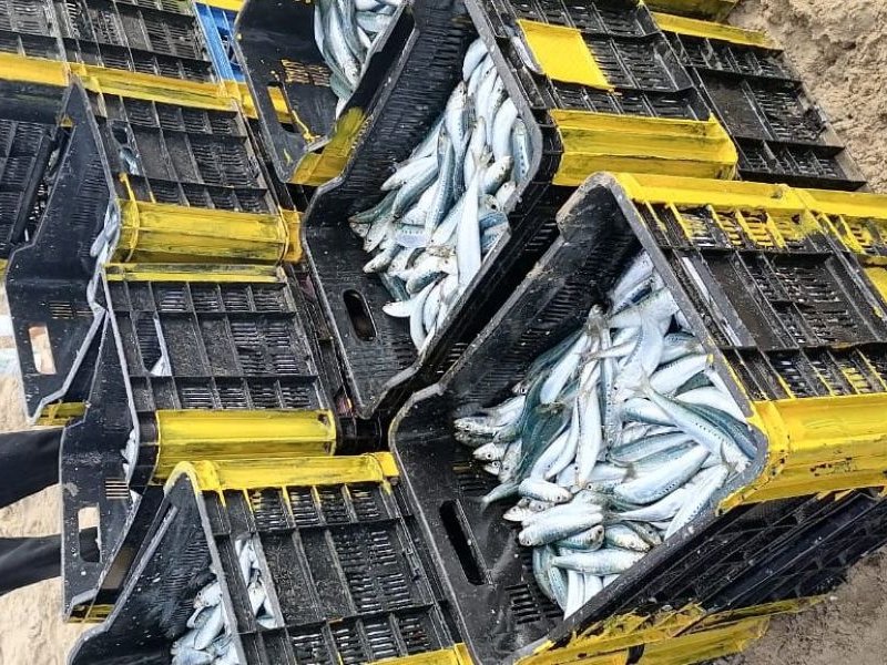 Sardine Run 2026 begins as first shoals arrive on KZN cast