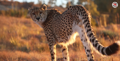 Resilient three-legged cheetah overcomes all odds