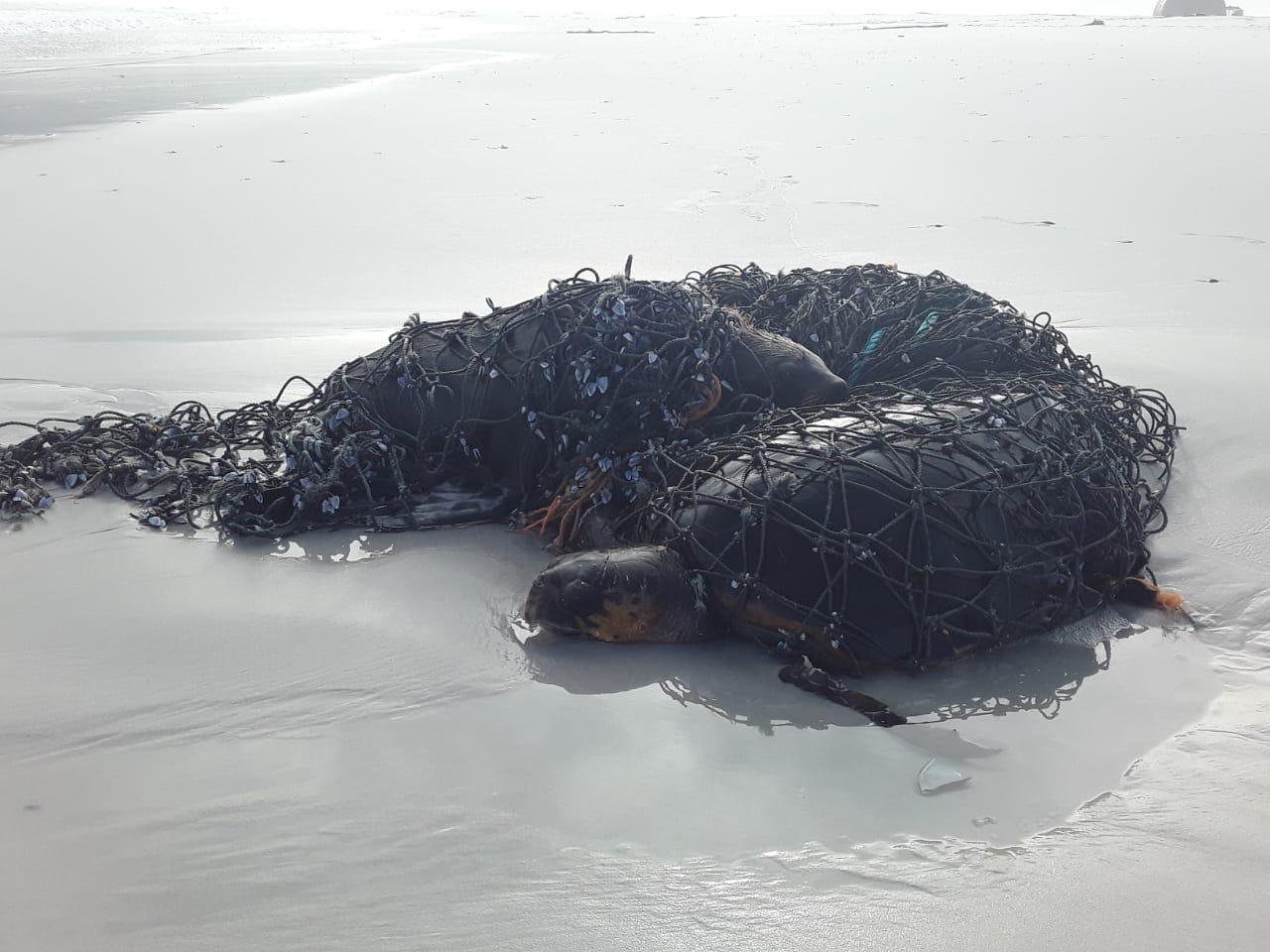 [PICTURES] Seal and turtle rescued from fishing net