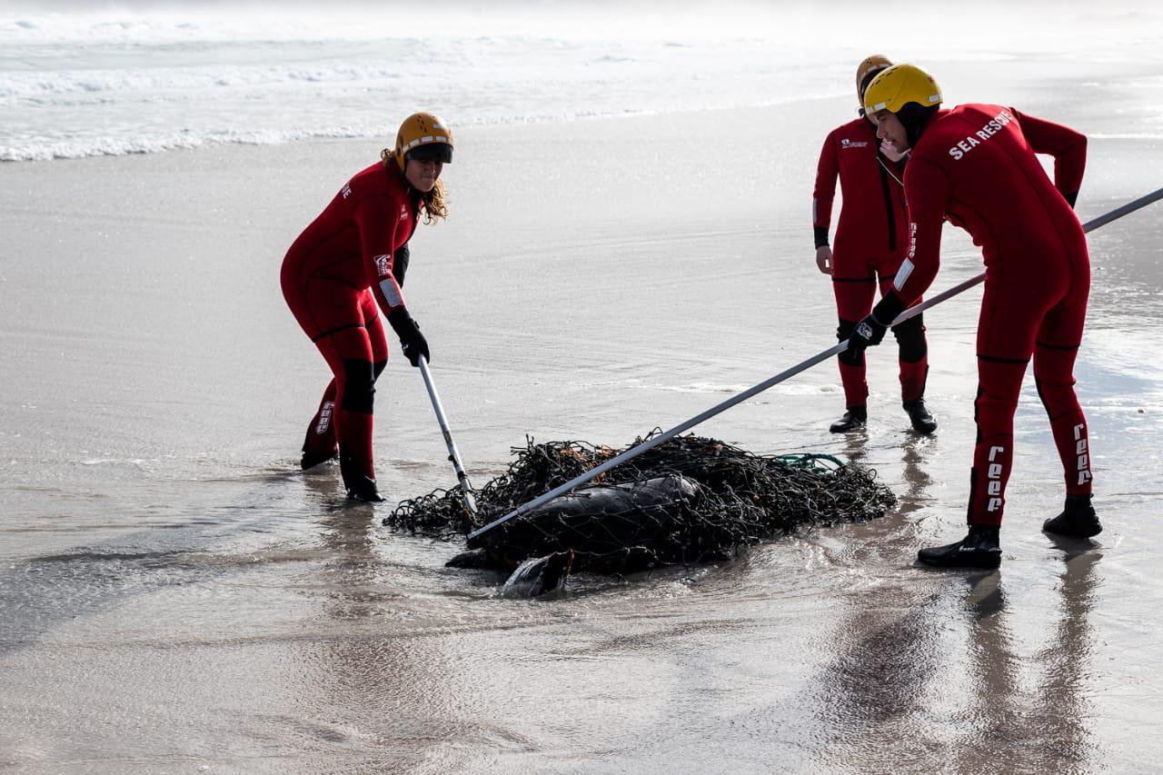 [PICTURES] Seal and turtle rescued from fishing net