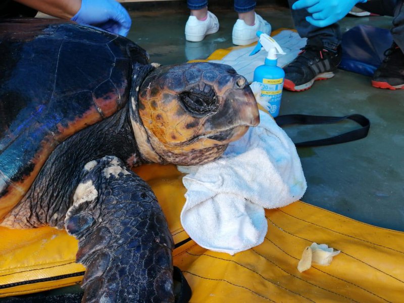 [PICTURES] Seal and turtle rescued from fishing net