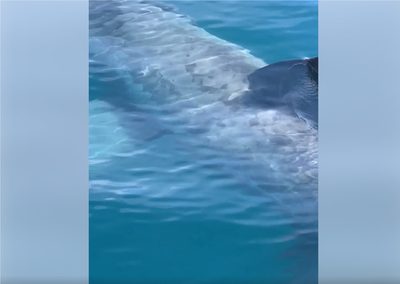 Real life 'Jaws' caught on camera