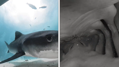 Amazing video shows shark swallowing a camera