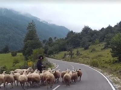 Video: Sheep viciously attack shepherd