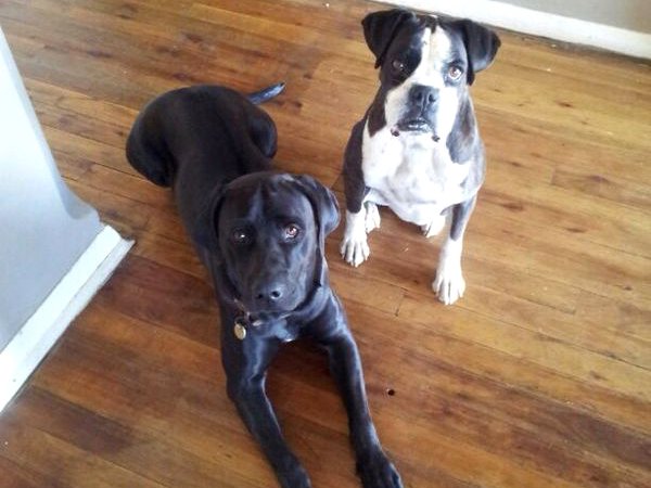 VIDEO: Durban dogs bust!