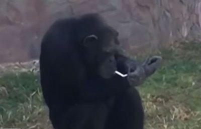 This Chimpanzee smokes a pack a day