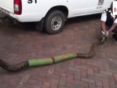WATCH: Workers find 4-metre-long snake in Zimbali