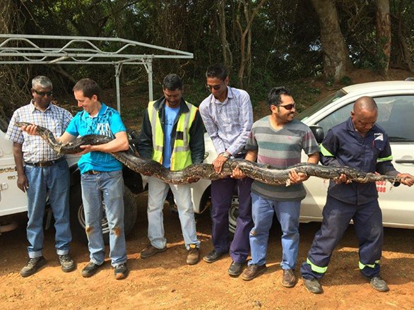 Umhlanga's giant snake capture