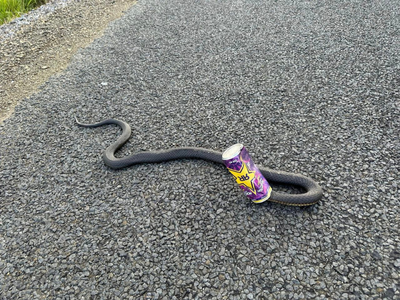 Slinky snake rescued after being stuck in an empty can