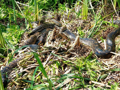 Snake season: Python caught in the middle of mating