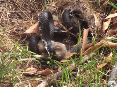 Rabbit takes on snake to save baby