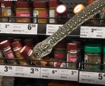 WATCH: A trip to grocery store turns into a snake expedition at a ...
