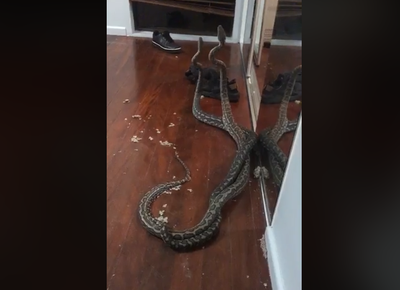 Mating snakes fall through a ceiling in Brisbane