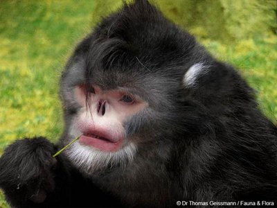 New monkey, fish species found in Himalayas