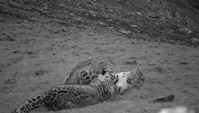 WATCH: Heart warming moment of a Snow Leopard mum and cub playing together