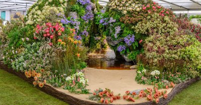 WATCH: South Africa takes gold at RHS Chelsea Flower Show