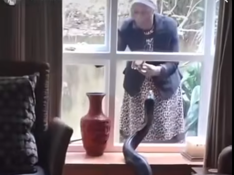 WATCH: Giant python gets comfortable in Mbombela house