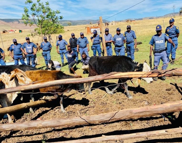Cross-border operation leads to multiple livestock theft arrests