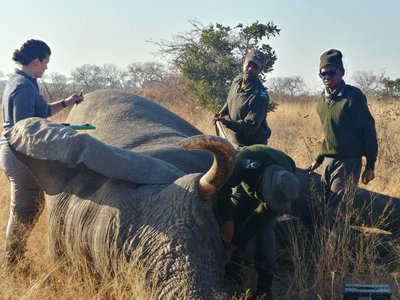 Kruger National Park testing elephants for human TB