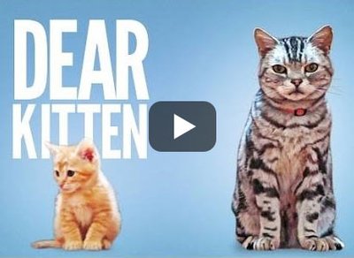 VIDEO: Best cat commercial ever!