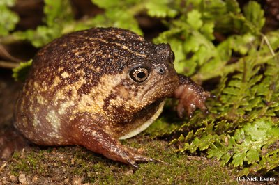 New species of rain frog accidentally discovered in KZN