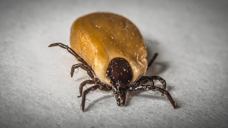 Japan woman dies of tick disease after bitten by sick cat