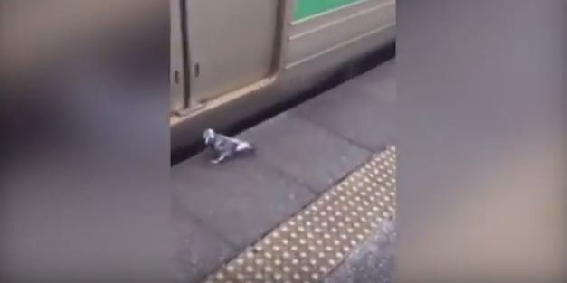 When a pigeon catches a train