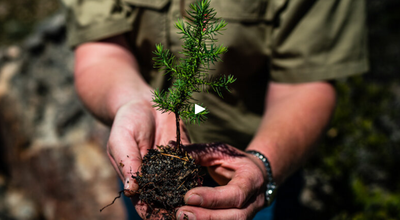 This tree lived through the Ice Age. Will it survive global warming?