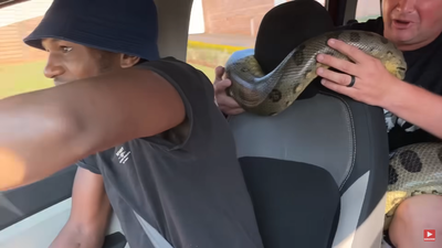 Anacondas in an Uber – Will SA drivers take a chance?
