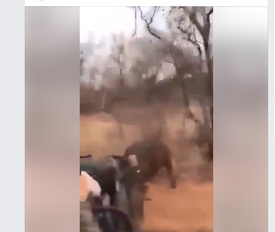 Angry buffalo rams into safari vehicle