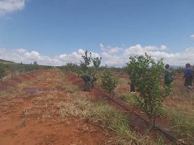 Agri SA calls for 4 provinces to be declared disaster zones