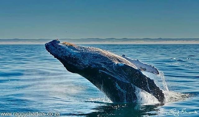Whale freed from rope entanglement off PE coast