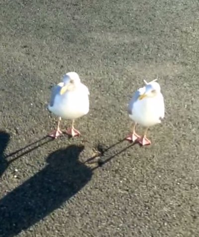 WATCH: The Tap Dancing Seagull That Is Taking Over The Internet