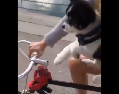 This video Barney found of a dog riding a bike will brighten your day