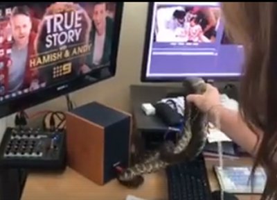 Watch: Woman finds snake at desk, handles it like a pro!